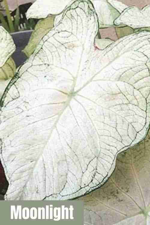 Caladium Varieties | Moody Blooms