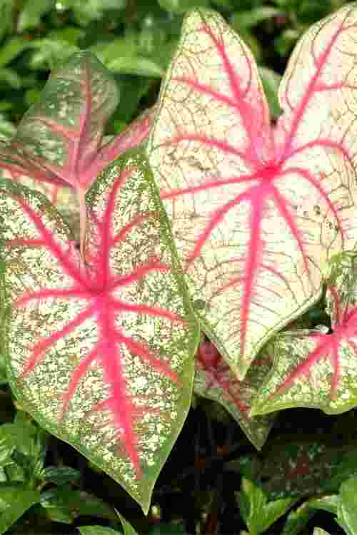 Caladium Varieties | Moody Blooms