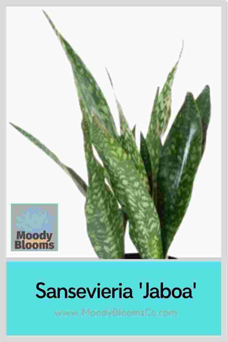 Sansevieria Snake Plant Variety Identification & Care | Moody Blooms