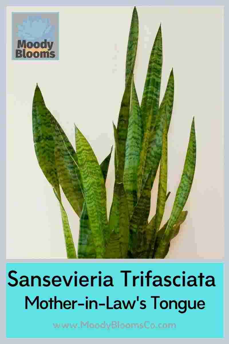 Snake Plant Varieties (Sansevieria Types) - Moody Blooms