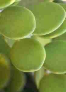 String Succulents (Hanging Plants) - Moody Blooms