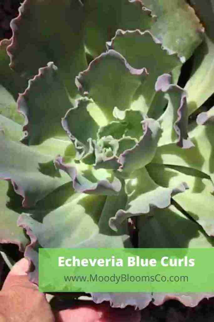 Echeveria - Moody Blooms