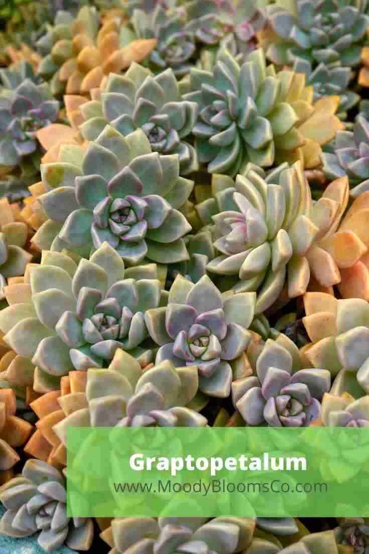 Graptopetalum | Moody Blooms