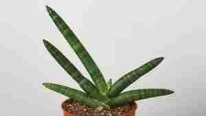 Sansevieria Cylindrica Boncel | Starfish Snake Plant - Moody Blooms
