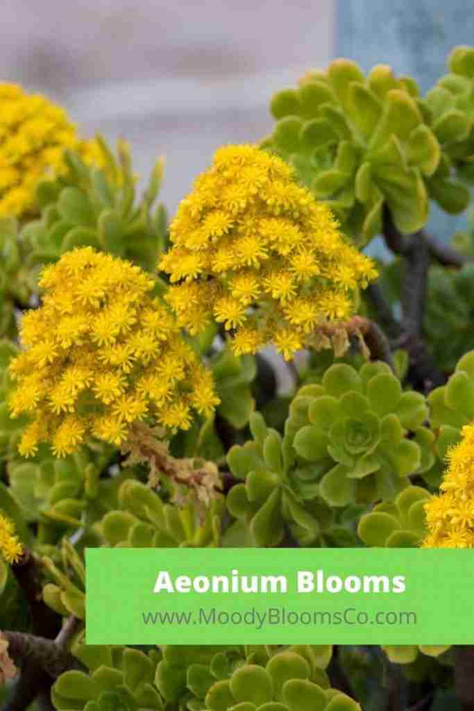 Aeoniums - Moody Blooms
