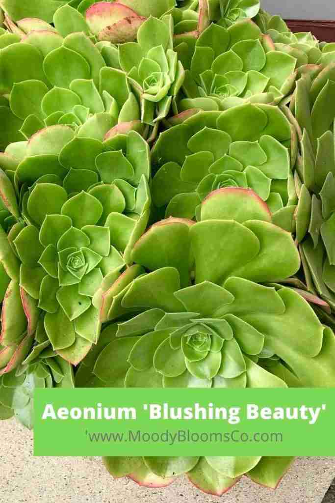 Aeoniums - Moody Blooms