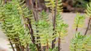 Crassula Tetragona Care – Miniature Pine Trees - Moody Blooms
