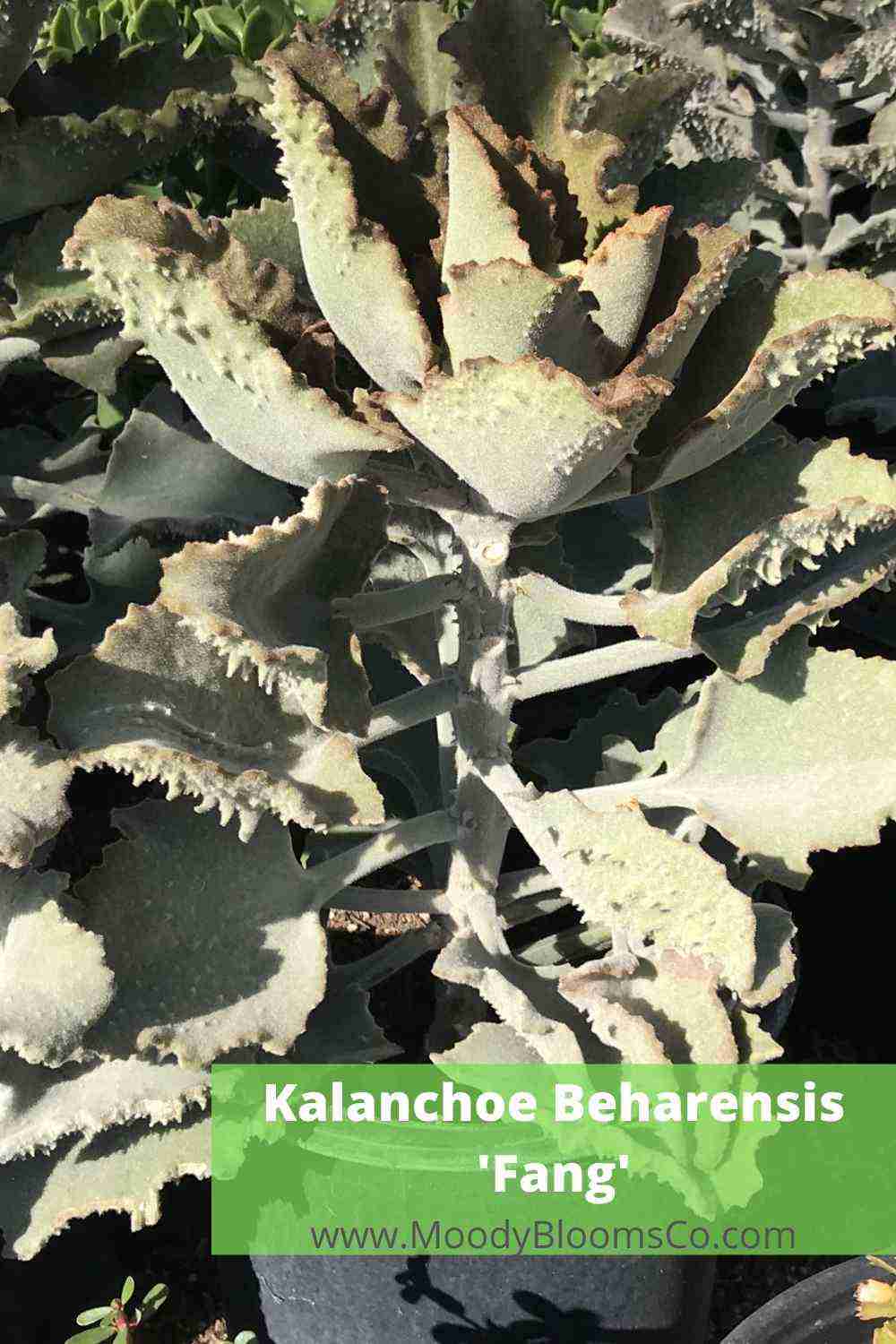 Kalanchoe - Moody Blooms