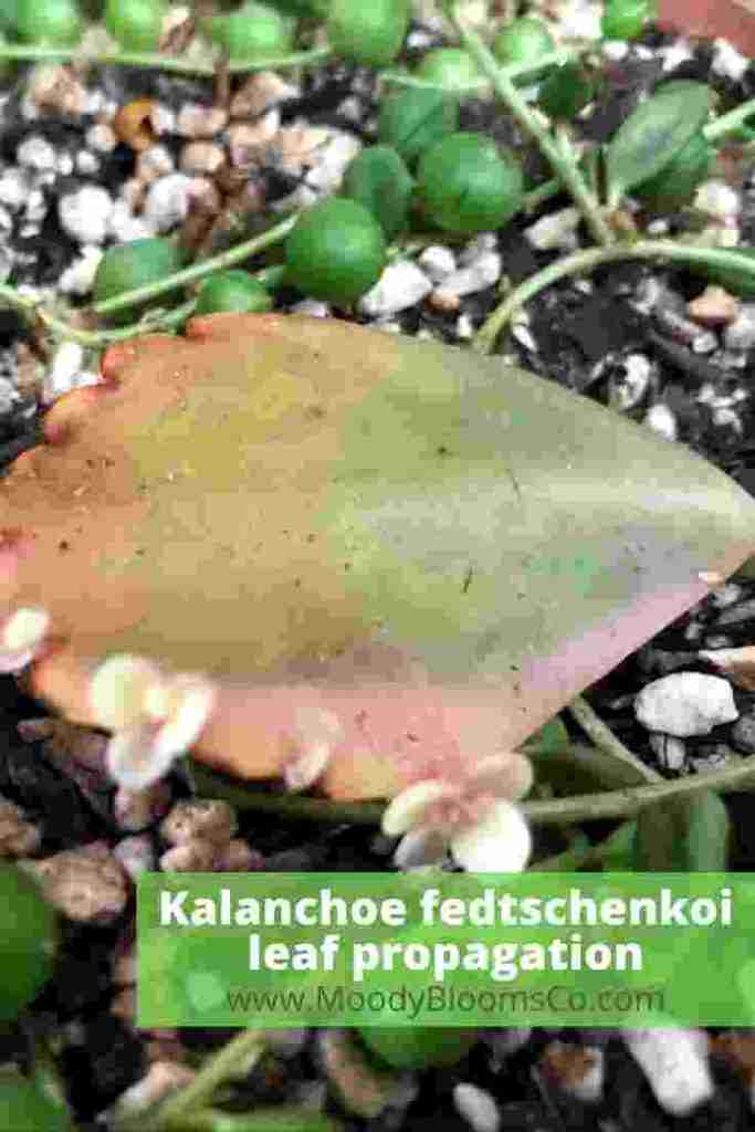 Kalanchoe fedtschenkoi Lavender Scallops - Moody Blooms