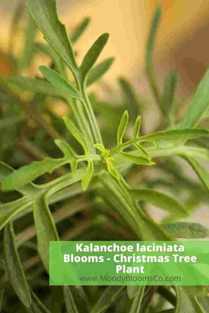 Kalanchoe | Moody Blooms