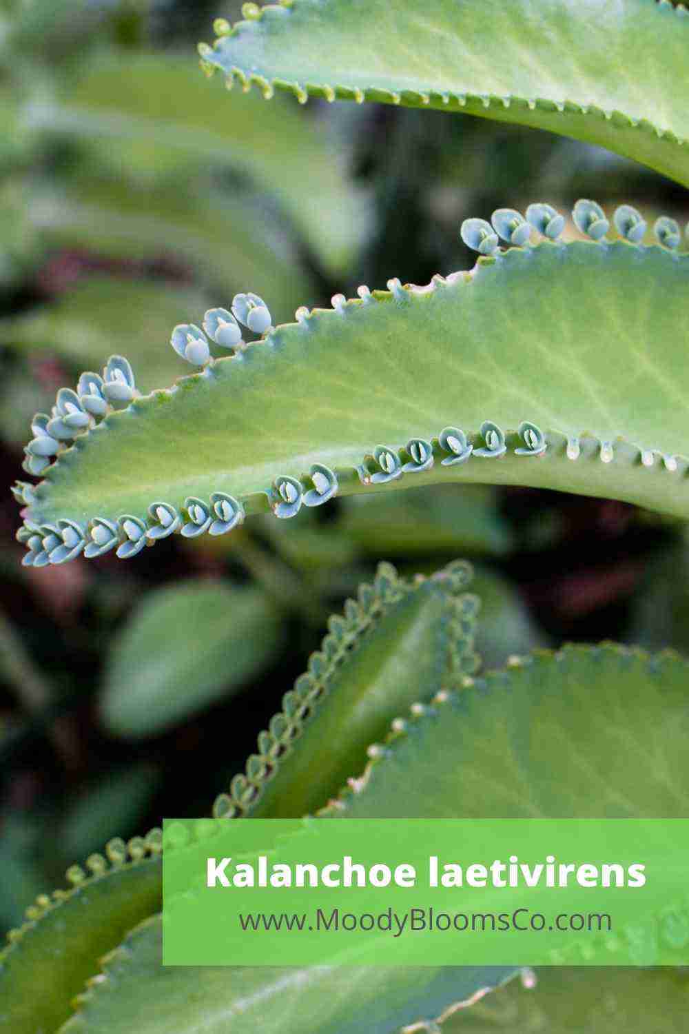 Kalanchoe - Moody Blooms