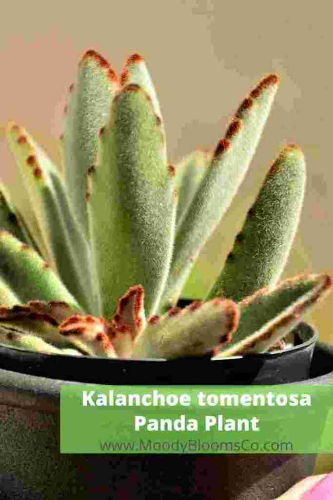 Kalanchoe | Moody Blooms