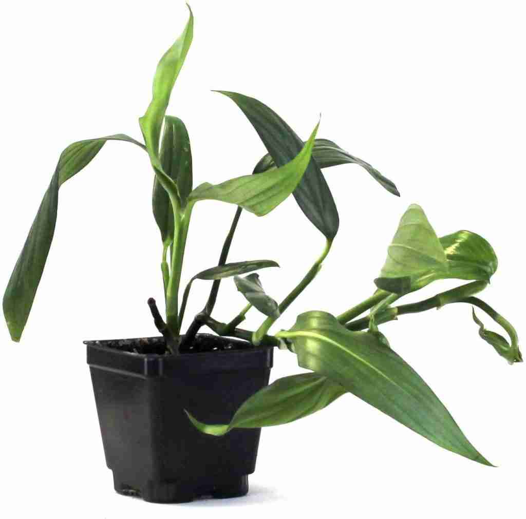 Pothos Varieties with pictures - Moody Blooms
