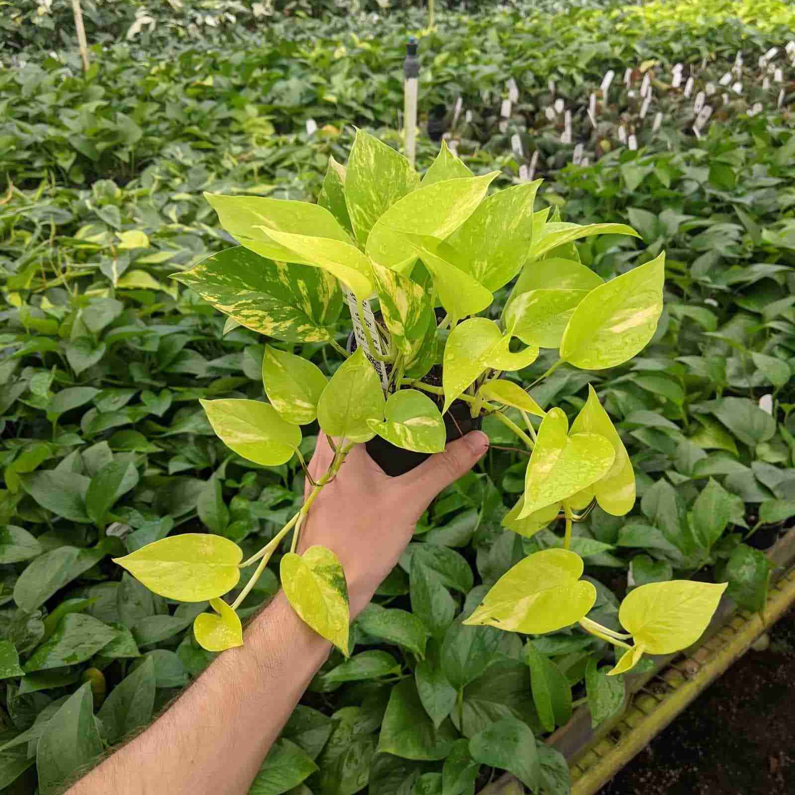 Pothos Varieties with pictures - Moody Blooms