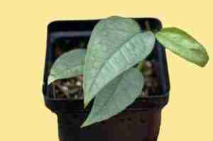 Pothos Varieties with pictures - Moody Blooms