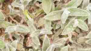 Tradescantia sillamontana Care – White Velvet - Moody Blooms