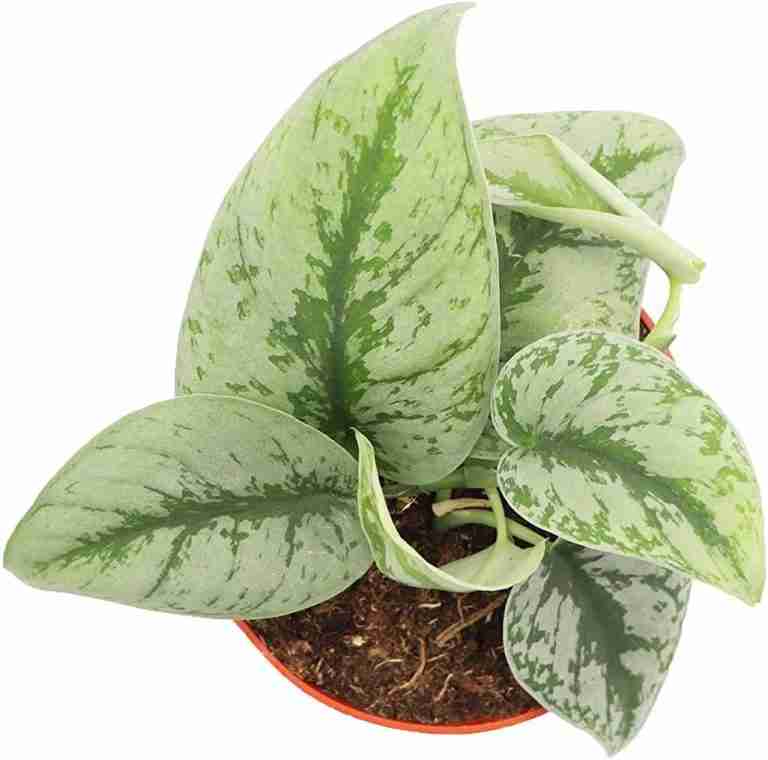 Scindapsus varieties (Types of Scindapsus) - Moody Blooms