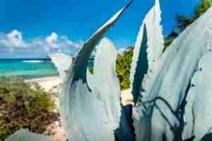 Agave Plant Types | Best Agave Varieties - Moody Blooms