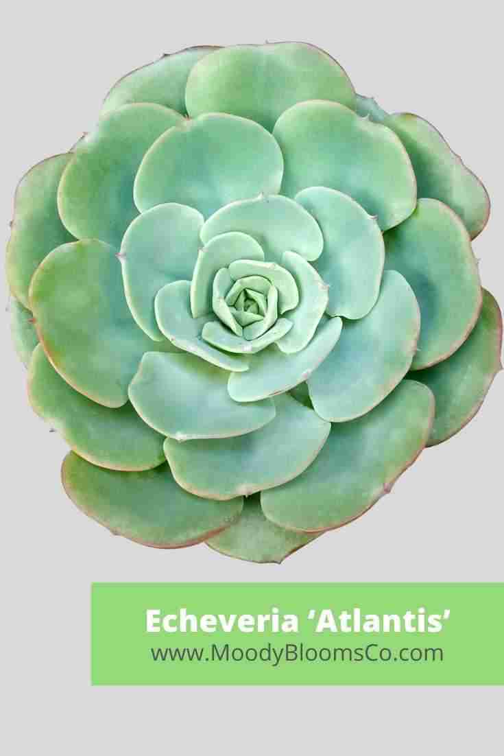 Echeveria Atlantis Care - Moody Blooms