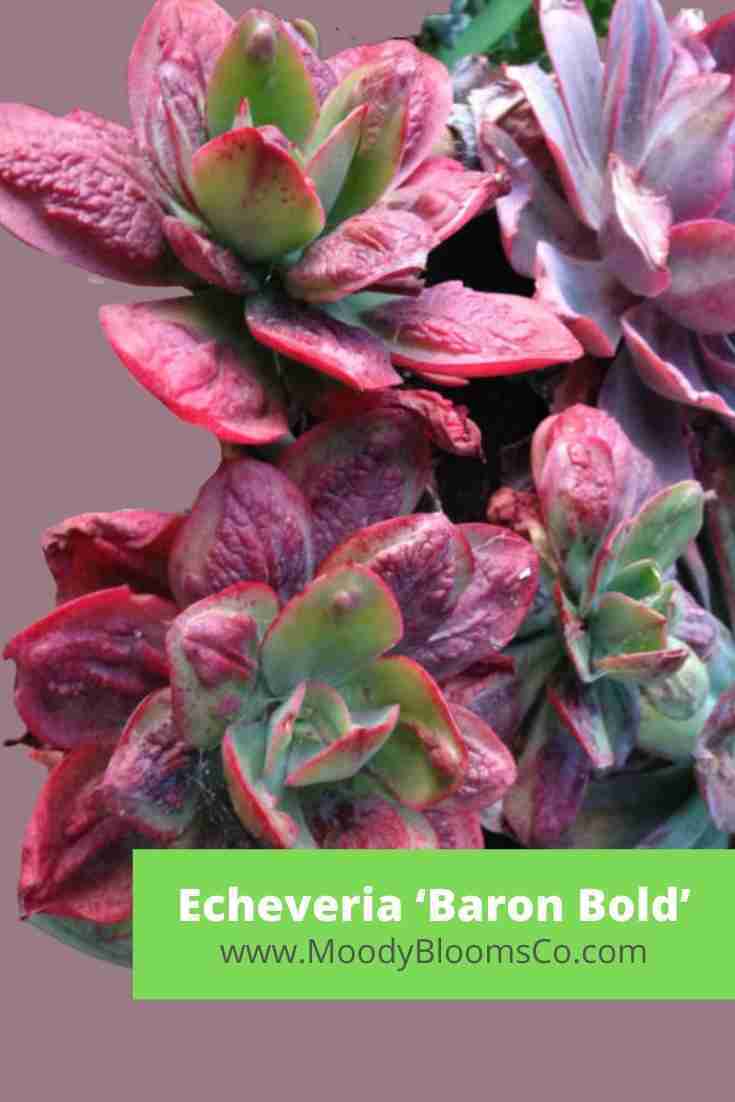 Echeveria - Moody Blooms