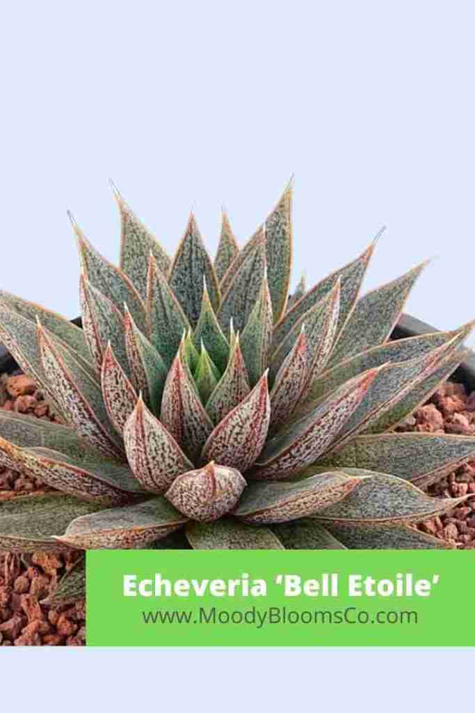 Echeveria - Moody Blooms