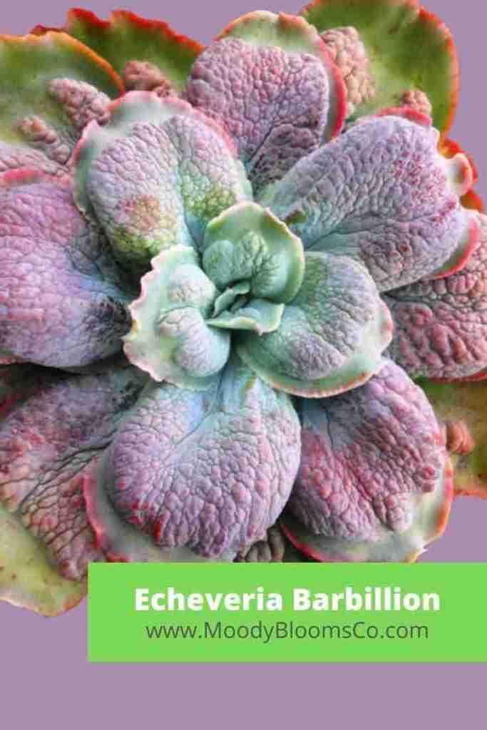 Echeveria - Moody Blooms