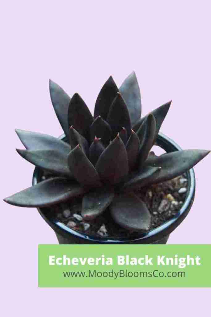 Echeveria - Moody Blooms