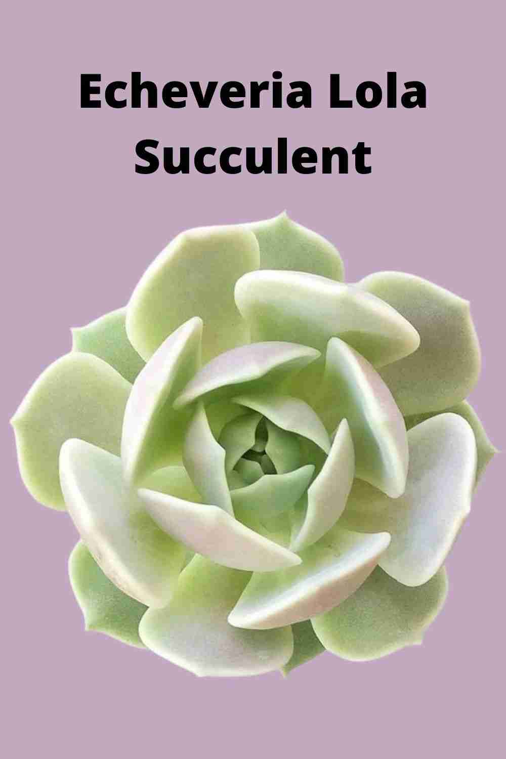 Sedeveria Echeveria Blue Elf Care - Moody Blooms