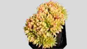 Echeveria agavoides varieties | Molded Wax Agave - Moody Blooms