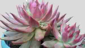Echeveria agavoides varieties | Molded Wax Agave - Moody Blooms
