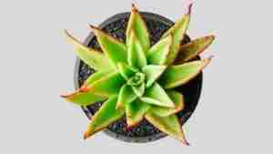 Echeveria agavoides varieties | Molded Wax Agave - Moody Blooms