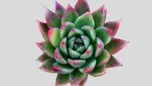 Echeveria agavoides varieties | Molded Wax Agave - Moody Blooms