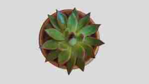 Echeveria agavoides varieties | Molded Wax Agave - Moody Blooms