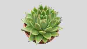 Echeveria agavoides varieties | Molded Wax Agave - Moody Blooms
