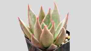 Echeveria agavoides varieties | Molded Wax Agave - Moody Blooms
