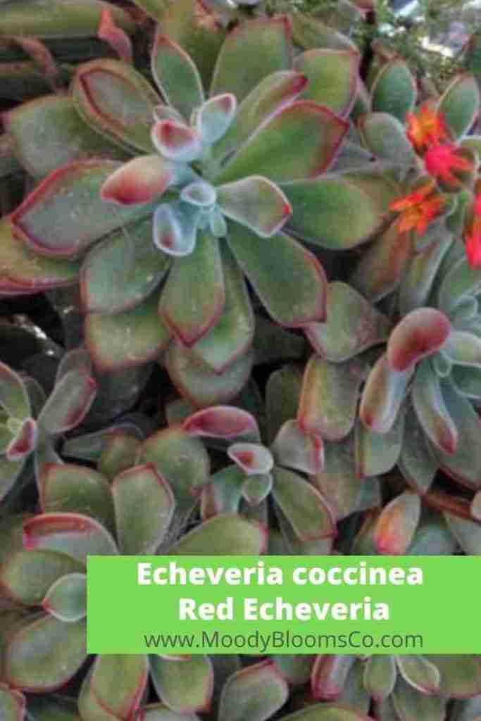 Echeveria - Moody Blooms
