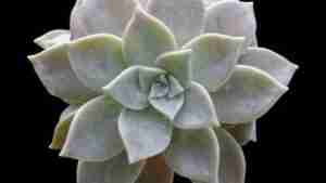 Graptopetalum paraguayense | Ghost Plant Succulent - Moody Blooms