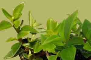 Peperomia varieties - Moody Blooms