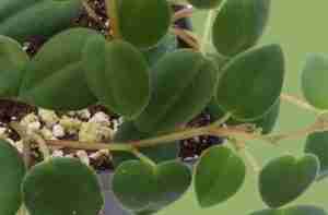 Peperomia varieties - Moody Blooms