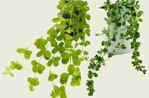 Peperomia varieties - Moody Blooms