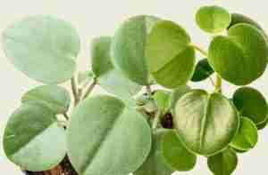 Peperomia varieties - Moody Blooms