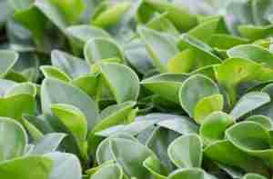 Peperomia varieties - Moody Blooms