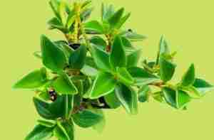 Peperomia varieties - Moody Blooms