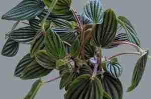 Peperomia varieties - Moody Blooms