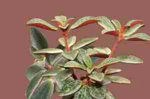 Peperomia varieties - Moody Blooms