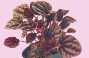 Peperomia varieties - Moody Blooms