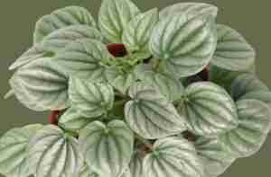 Peperomia varieties - Moody Blooms