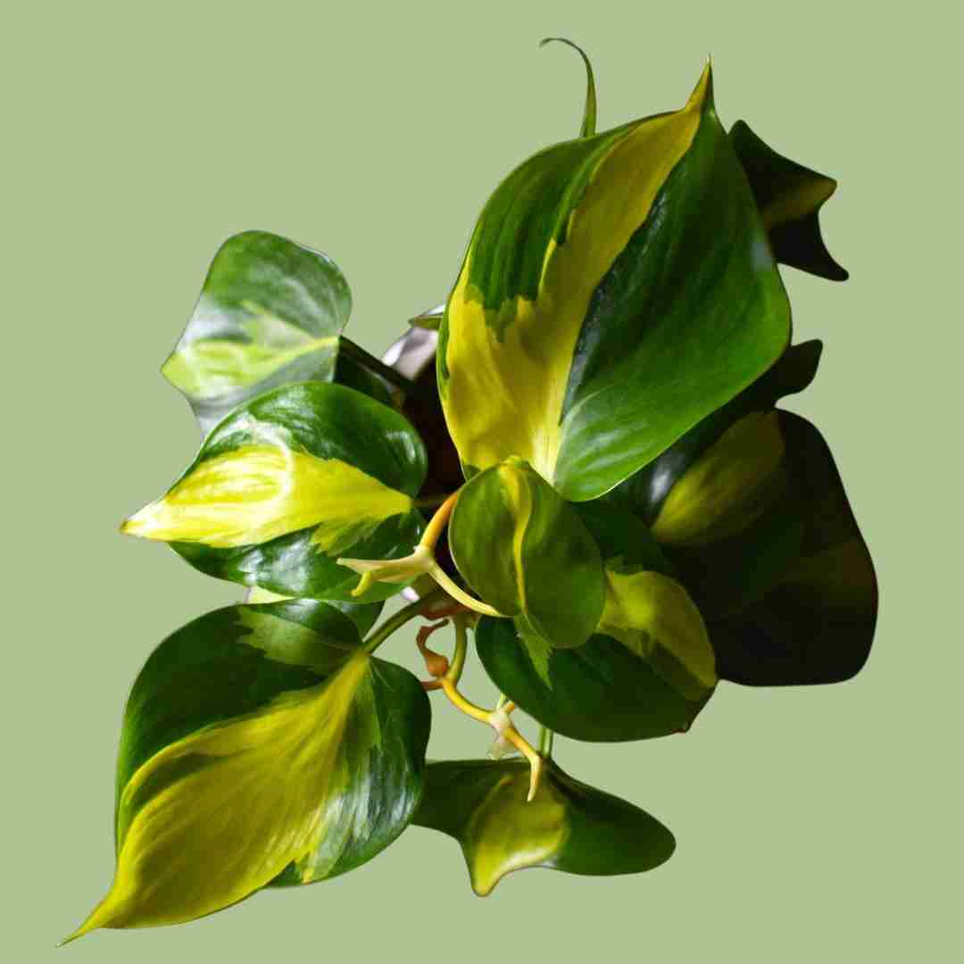 Philodendron pothos | Philodendrons that look like Pothos - Moody Blooms