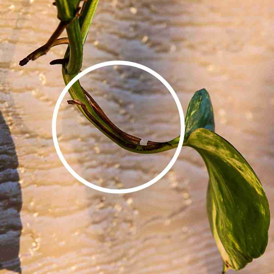 Philodendron vs Pothos (Pothos or Philodendron?) - Moody Blooms