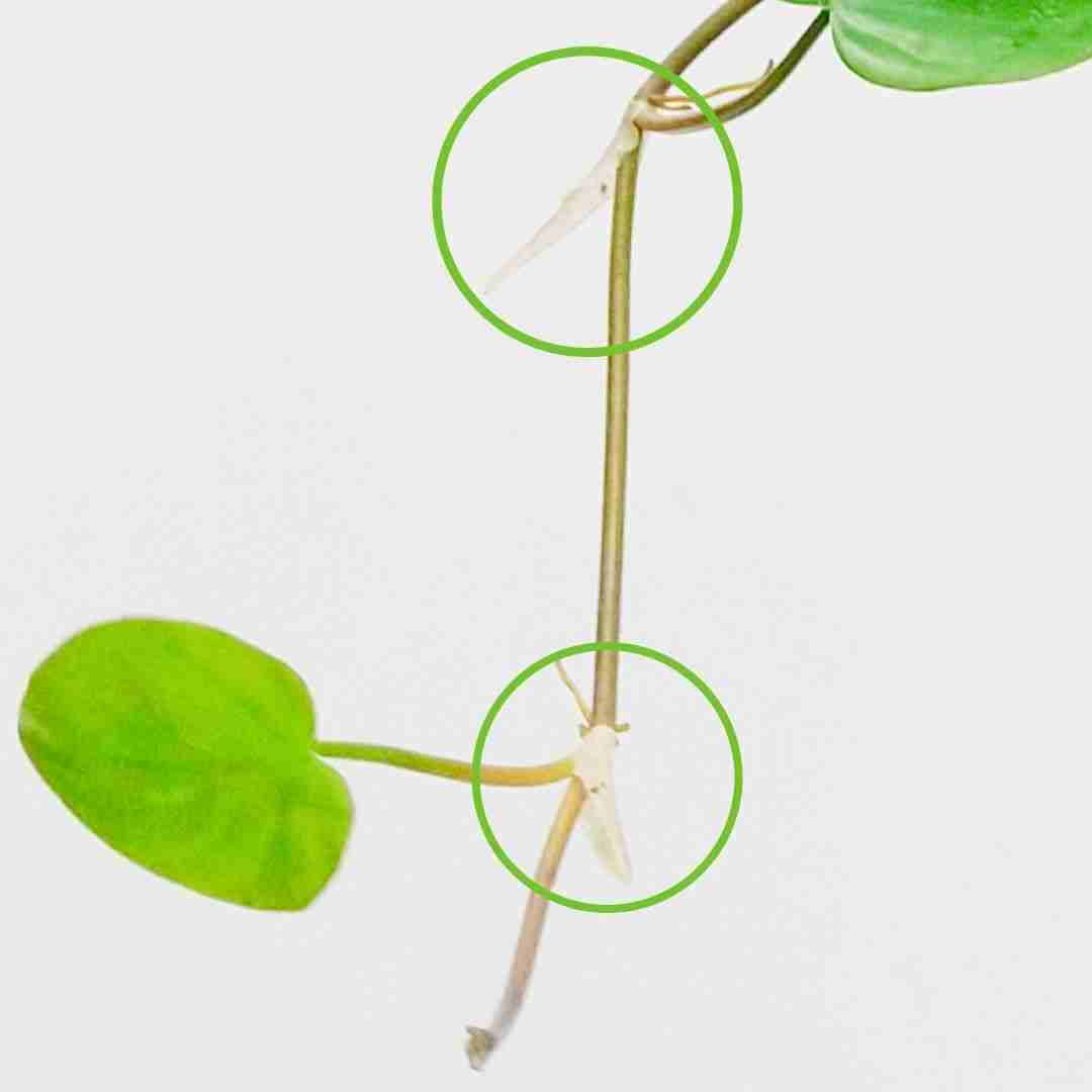 Philodendron vs Pothos (Pothos or Philodendron?) - Moody Blooms